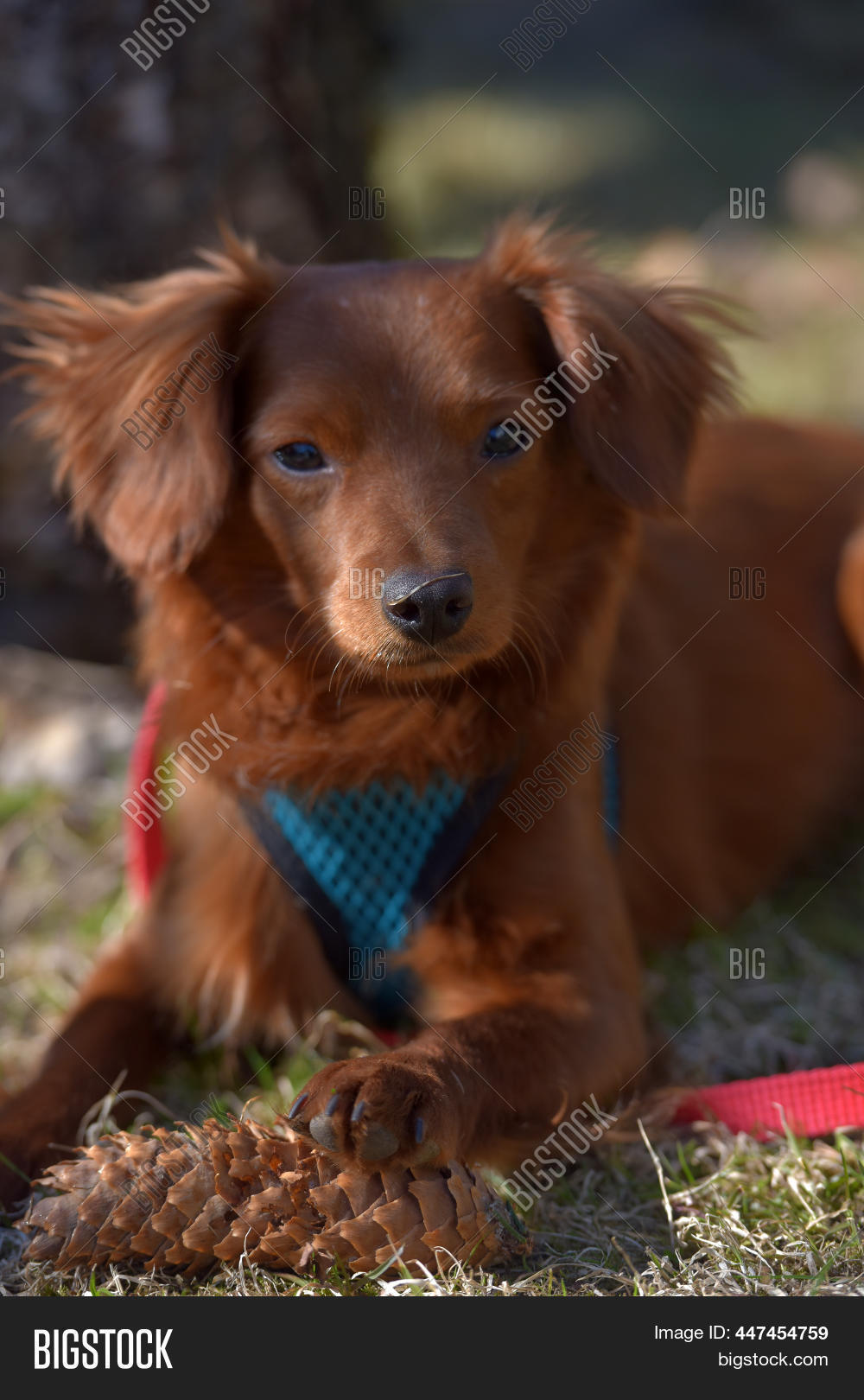 Small Ginger Dog Image & Photo (Free Trial) | Bigstock