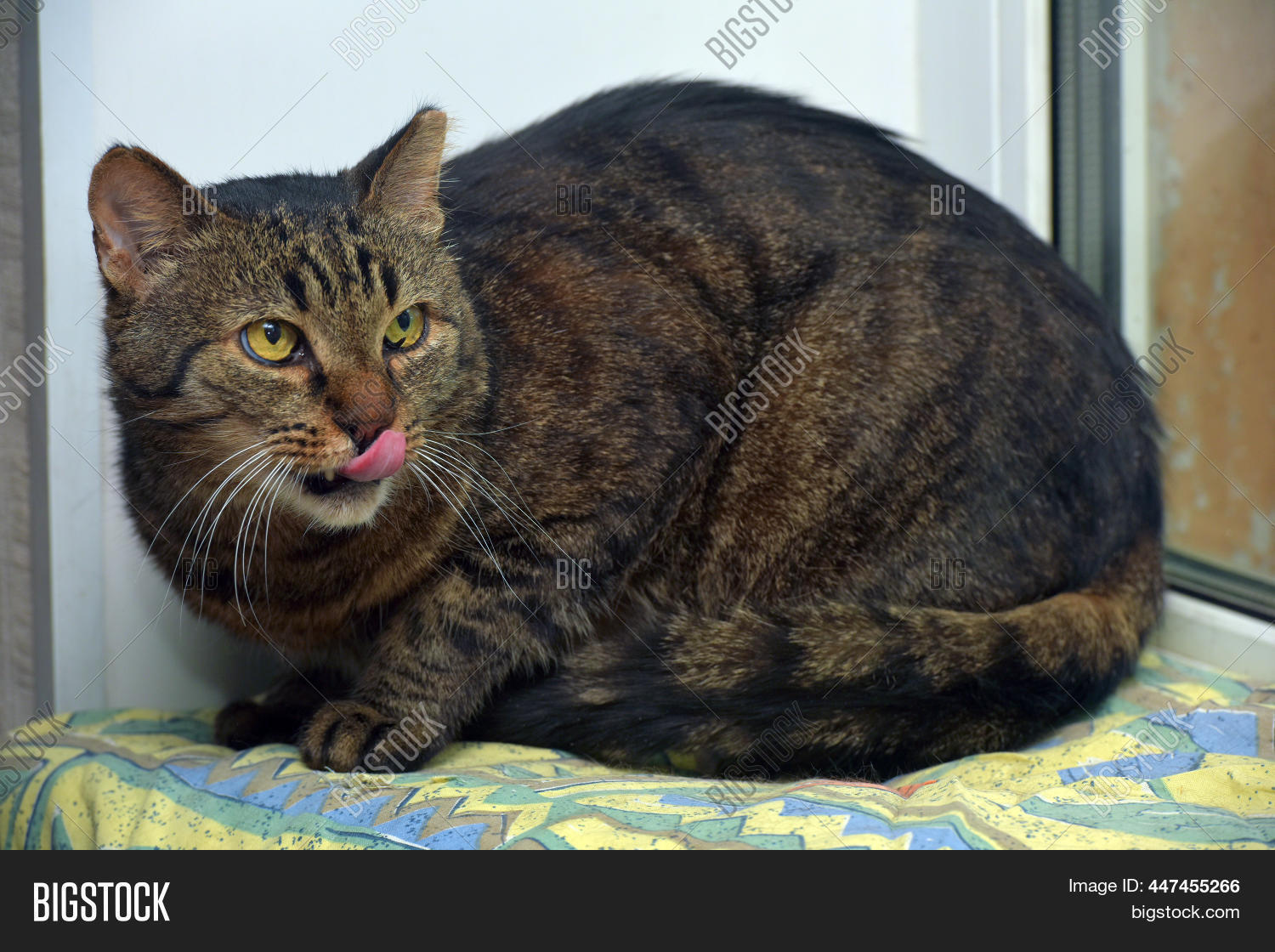 Adult Large Tabby Cat Image & Photo (Free Trial) | Bigstock