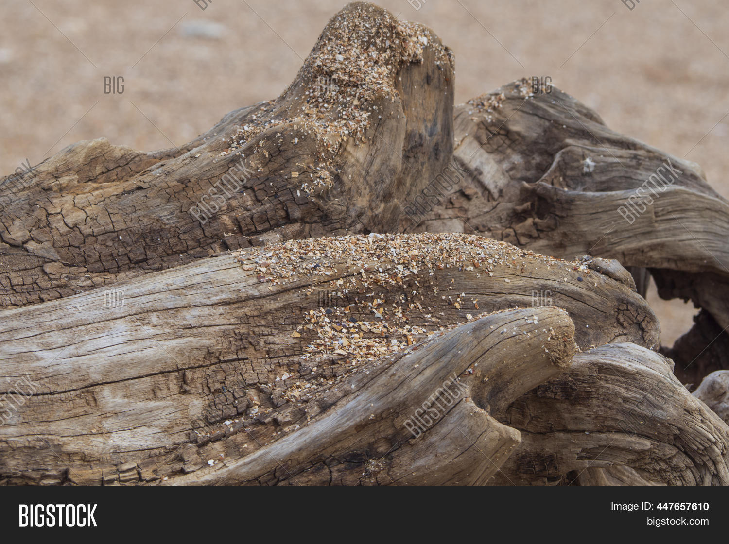 Light Brown Tree Image & Photo (Free Trial) | Bigstock