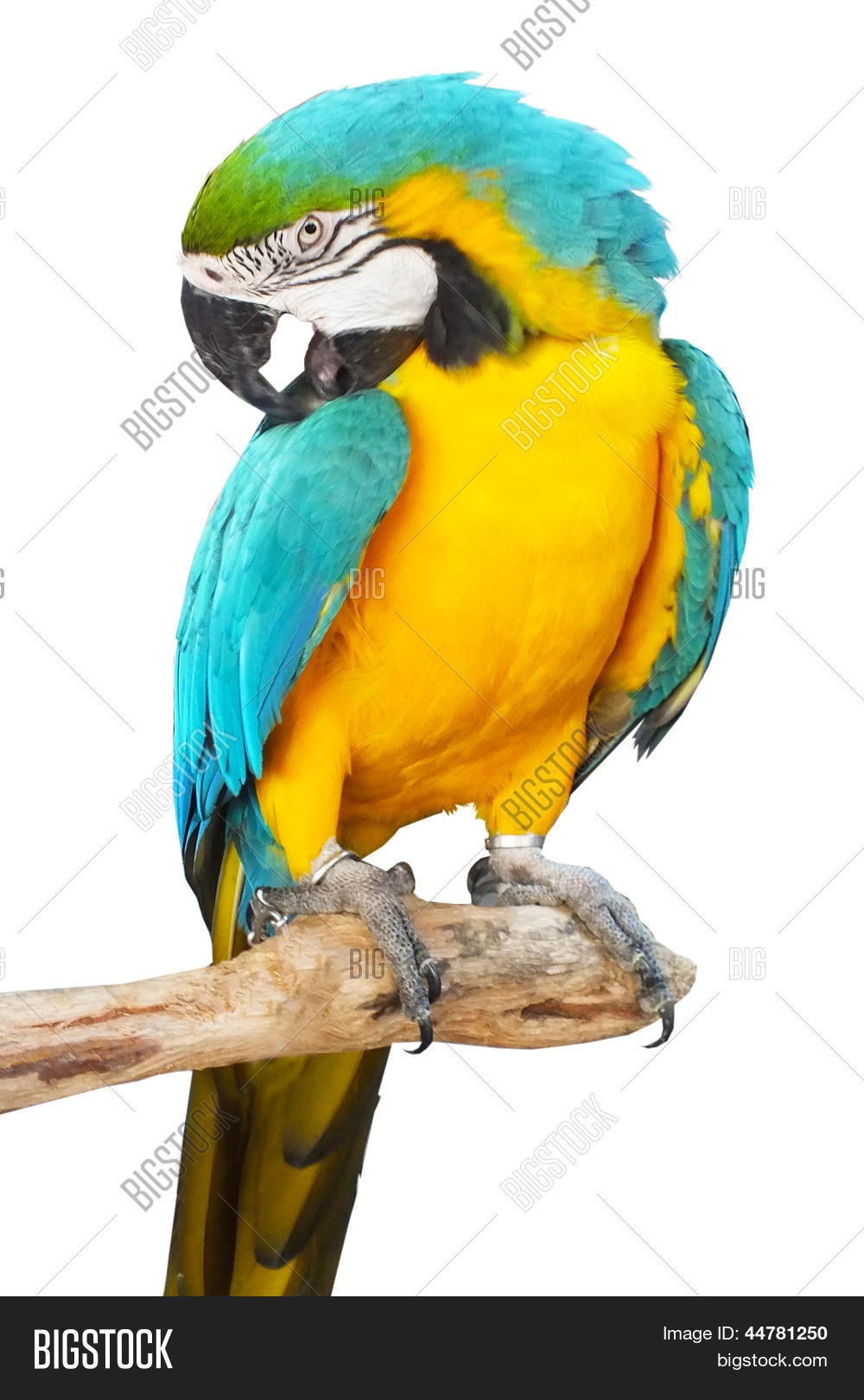 Parrot Standing On Image & Photo (Free Trial) | Bigstock