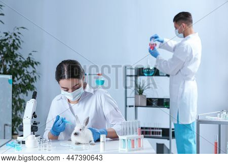 Scientist With Syringe And Rabbit In Chemical Laboratory. Animal ...