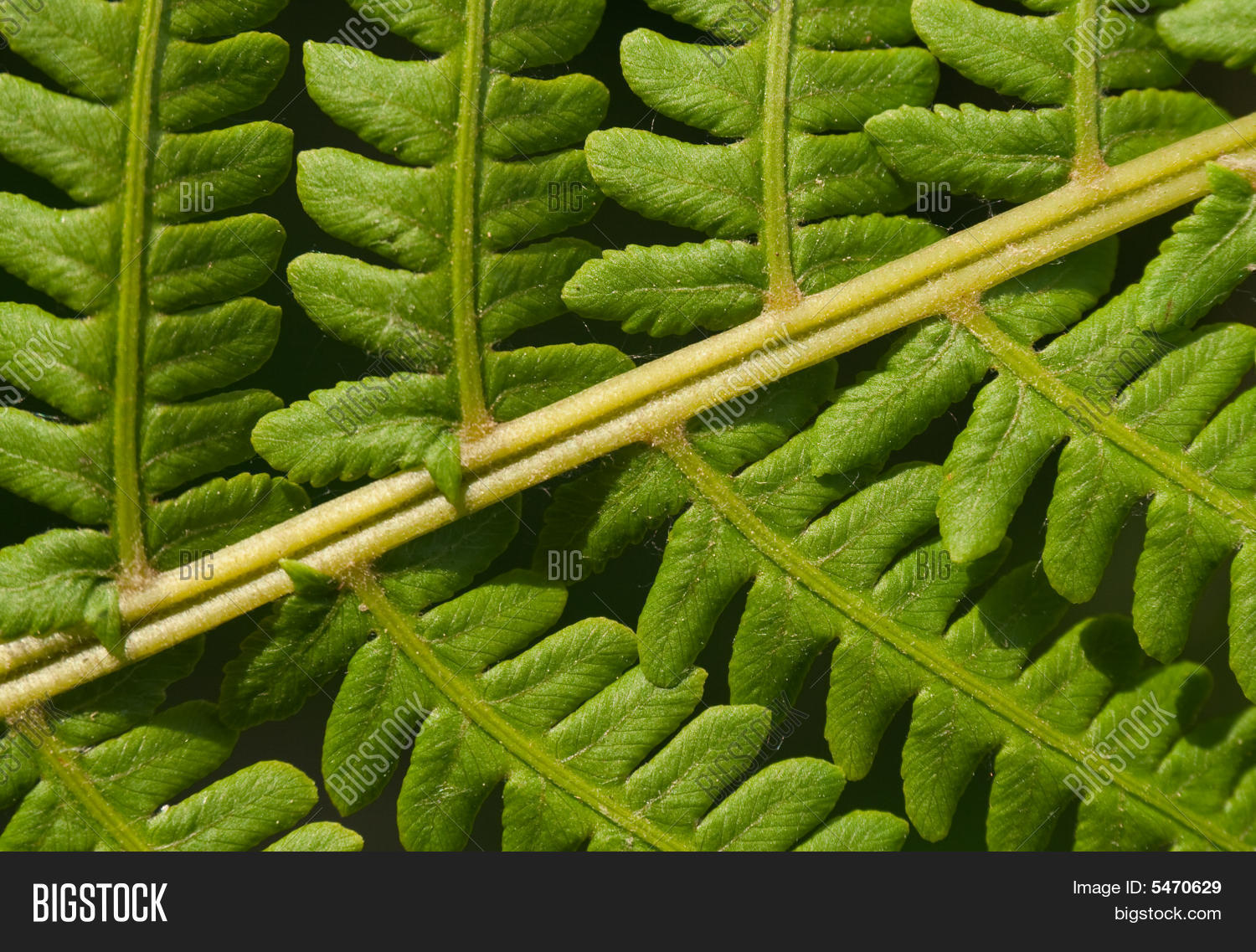 Leaves Fern Image & Photo (Free Trial) | Bigstock