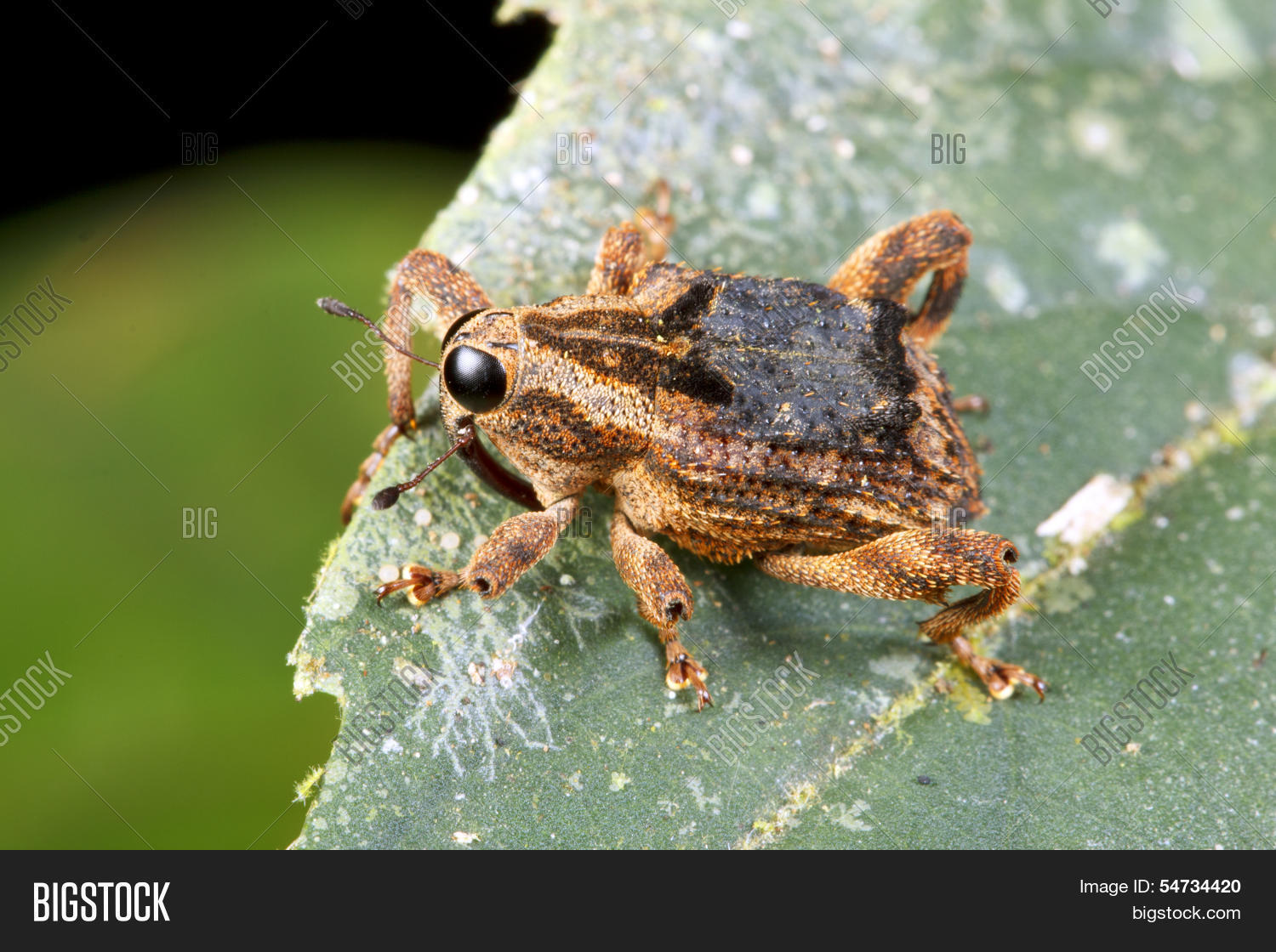 Small Weevil (family Image & Photo (Free Trial) | Bigstock