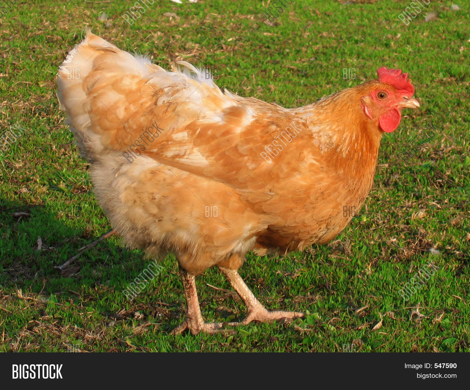 Redhead Hen Image & Photo (Free Trial) | Bigstock