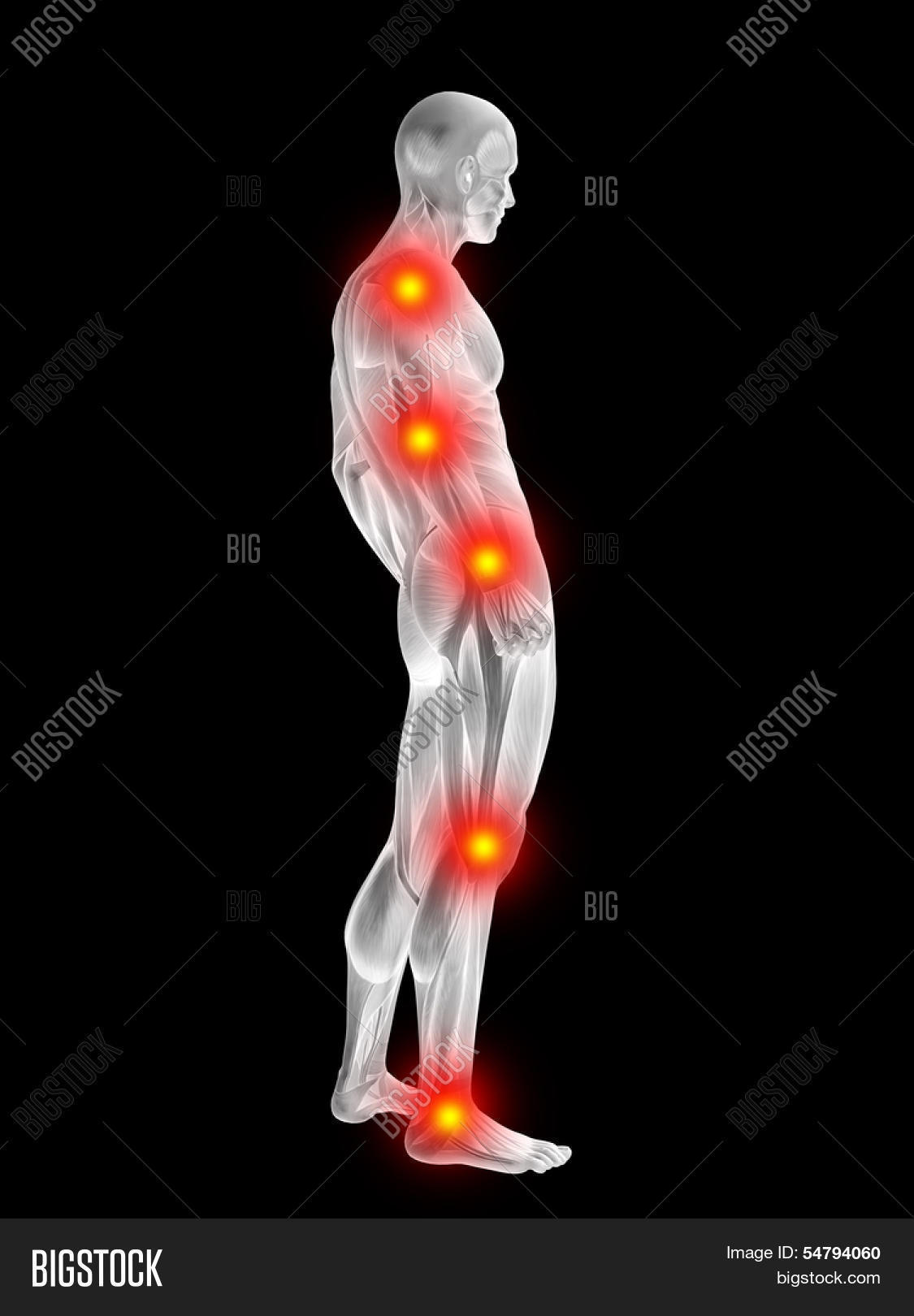 3D Human Man Muscles Image & Photo (Free Trial) | Bigstock