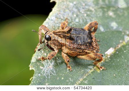 Small Weevil (family Image & Photo (Free Trial) | Bigstock