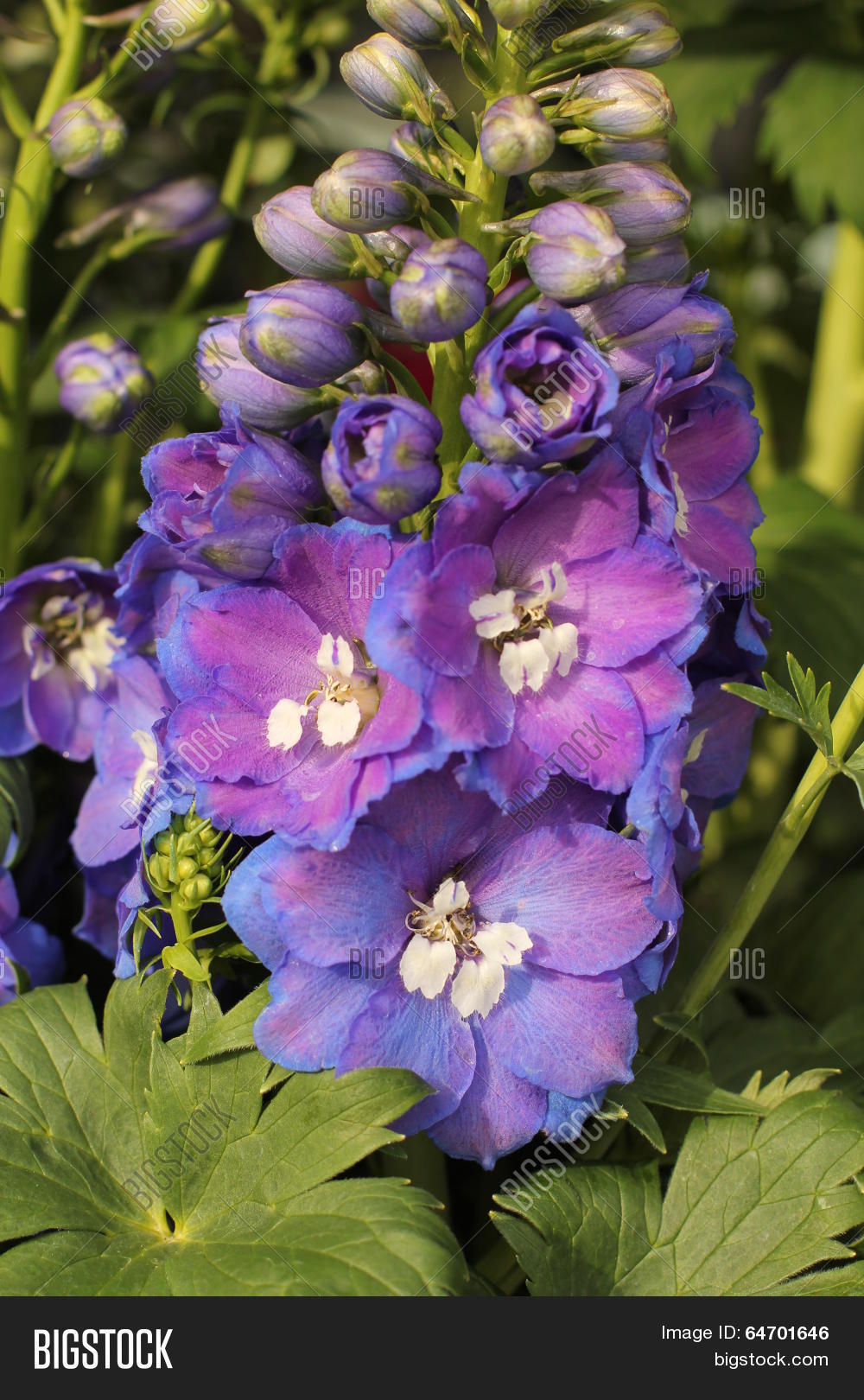Hollyhocks Glistening Image & Photo (Free Trial) | Bigstock