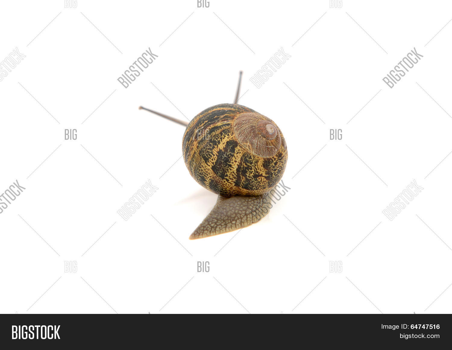 Snail Stripey Shell Image & Photo (Free Trial) | Bigstock