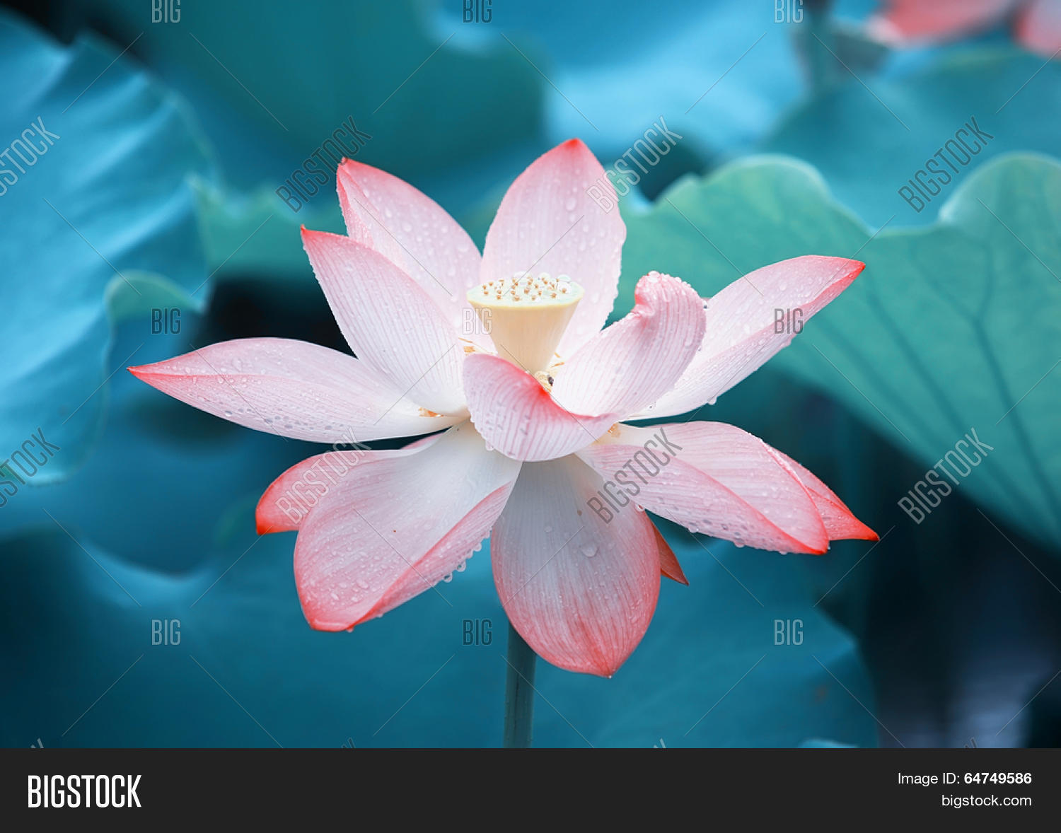 Blooming Lotus Flower Image & Photo (Free Trial) | Bigstock