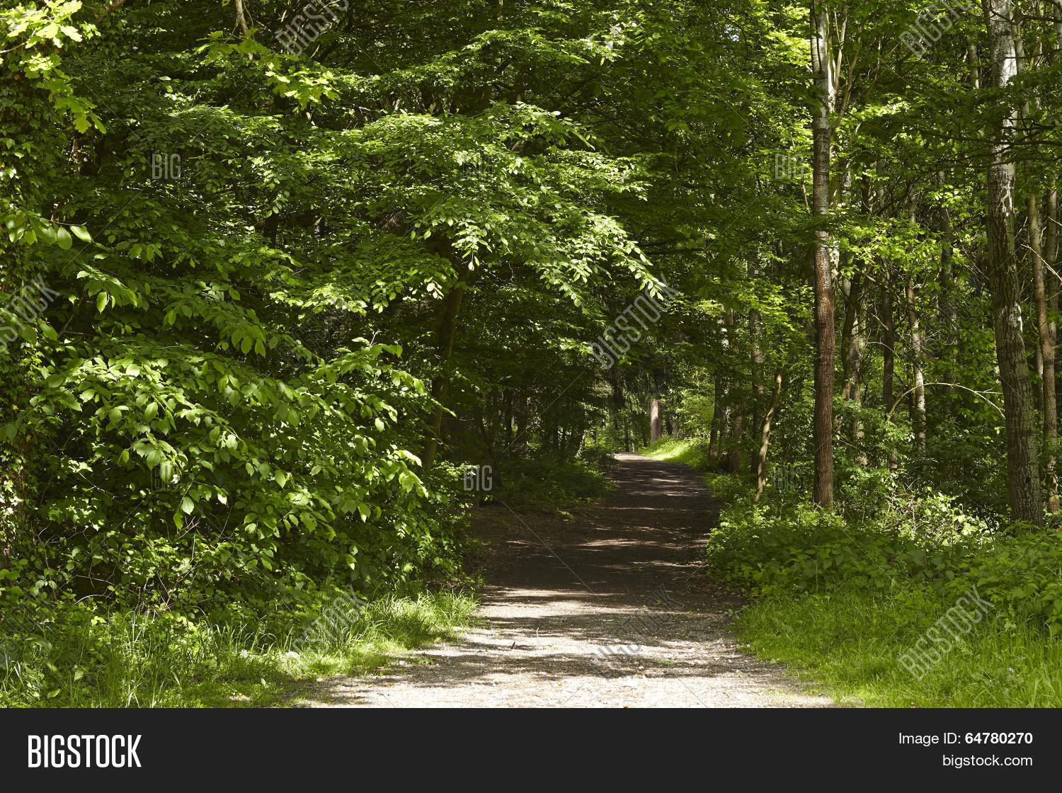 Broadleaf Forest - Image & Photo (Free Trial) | Bigstock