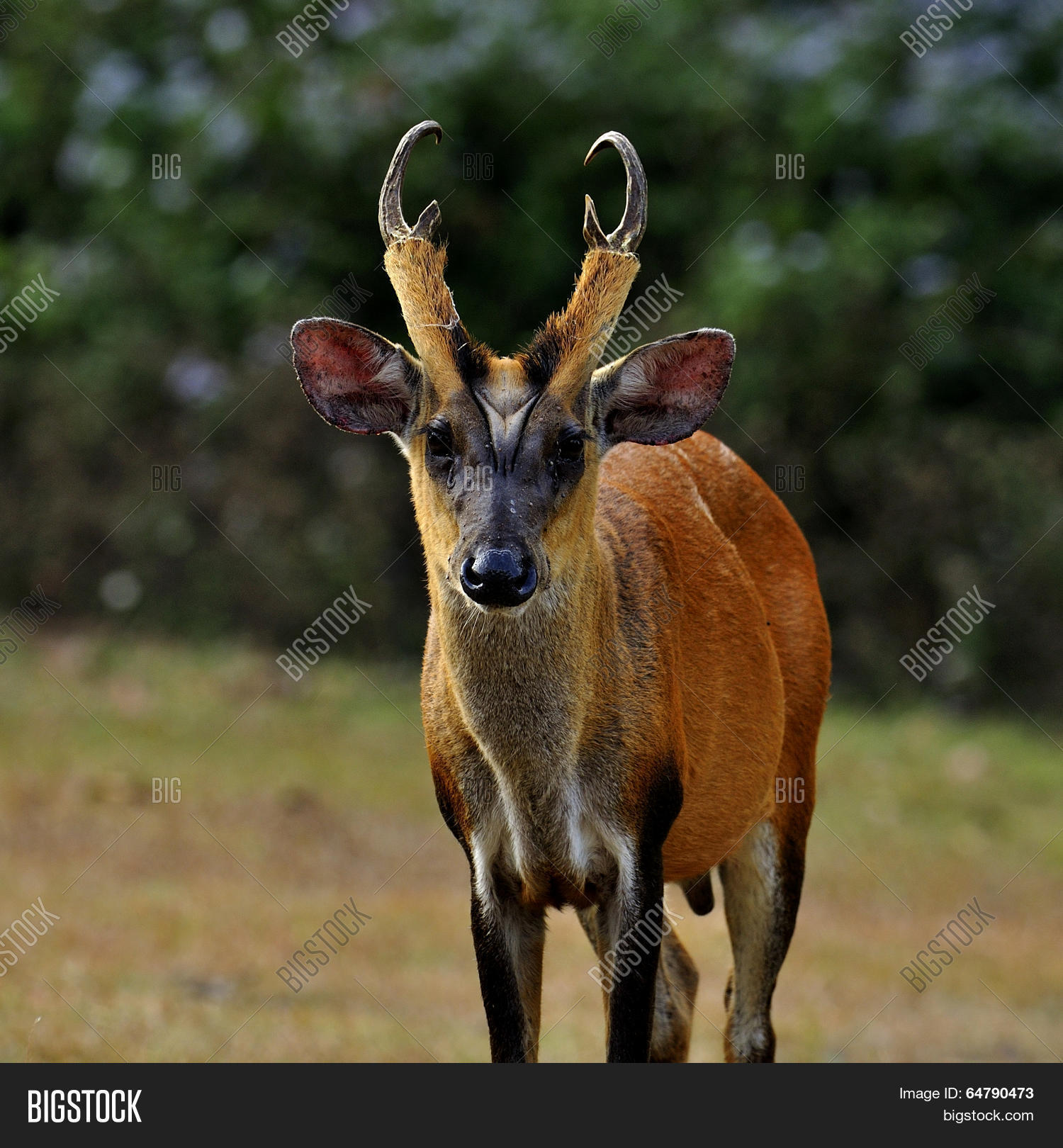 Muntiacus Muntjak Fea' Image & Photo (Free Trial) | Bigstock