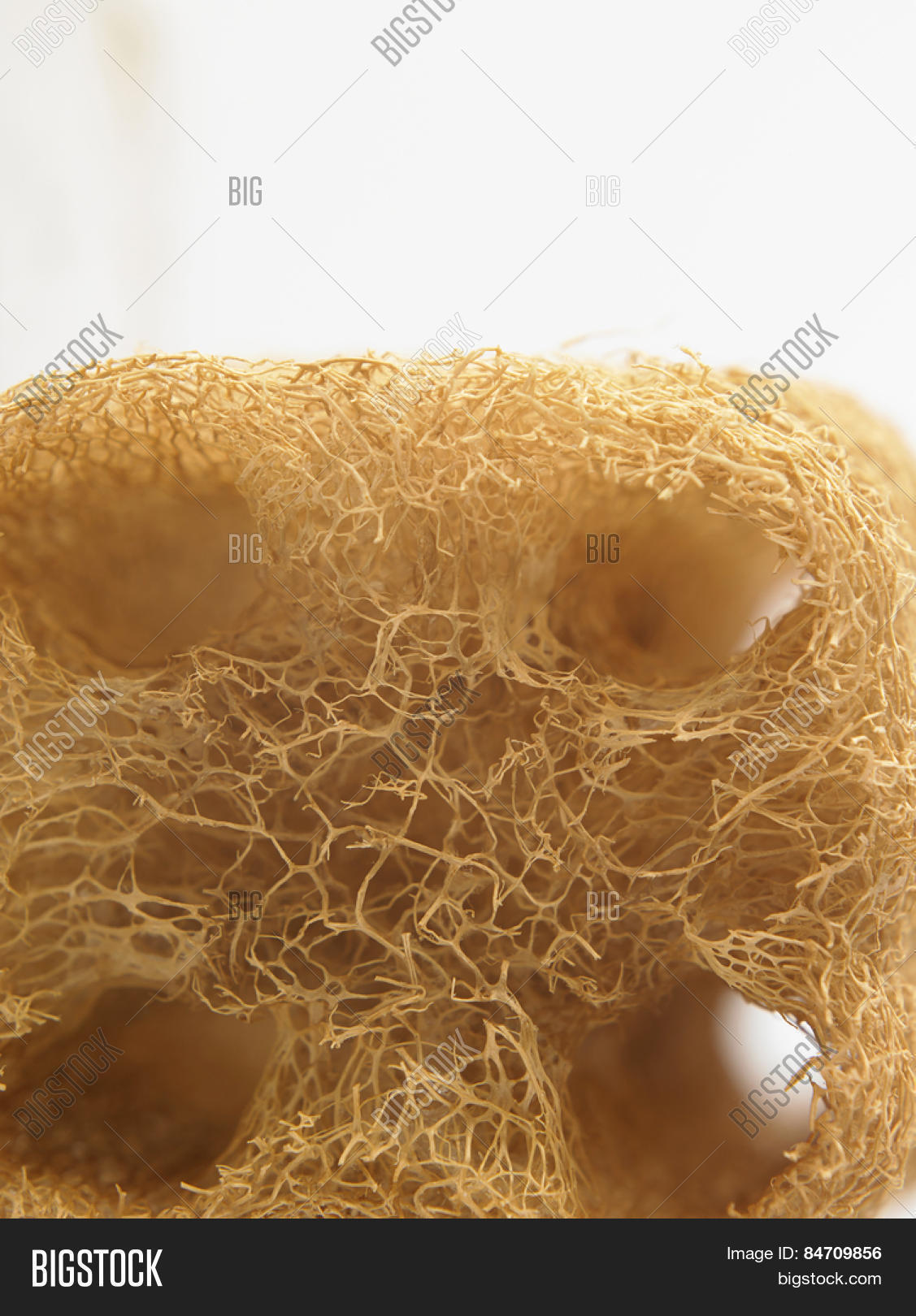 Texture Close Luffa Image & Photo (Free Trial) | Bigstock