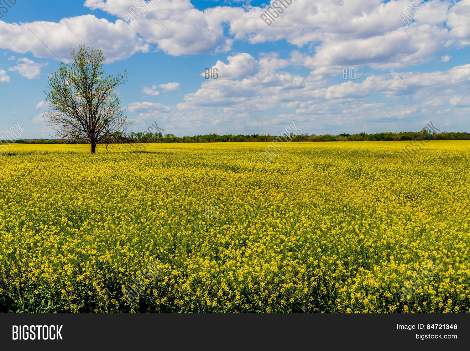 Flowering Canola ( Image & Photo (Free Trial) | Bigstock