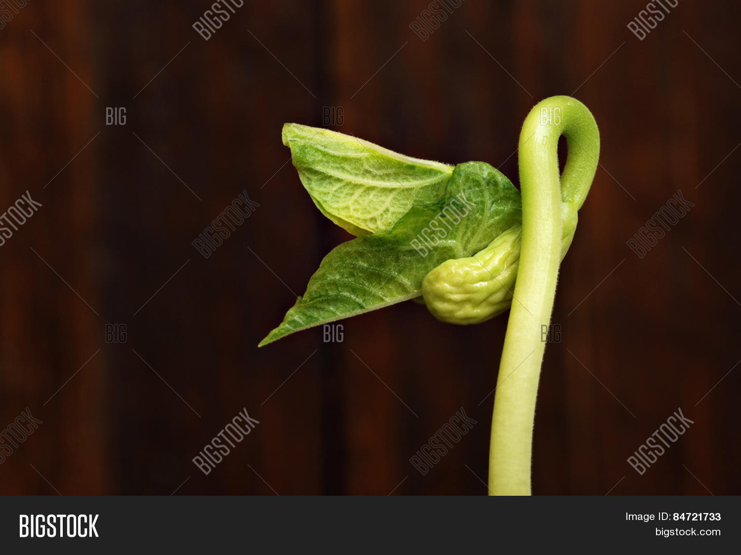 Green Bean Seedling Image & Photo (Free Trial) | Bigstock