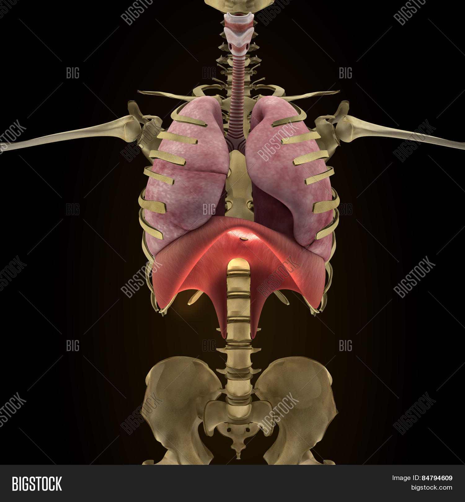 Anatomy Human Organs X Image & Photo (Free Trial) | Bigstock