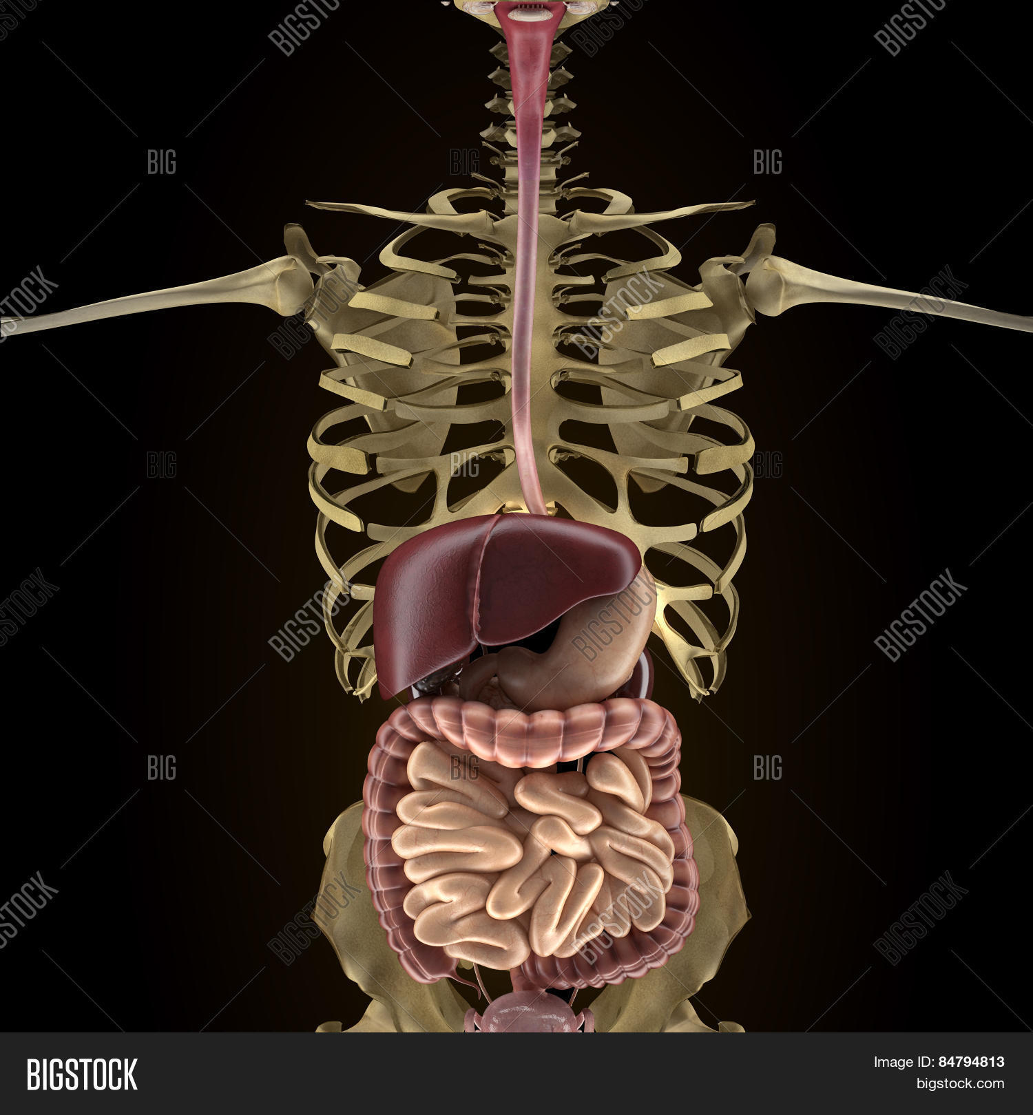 Anatomy Human Organs X Image & Photo (Free Trial) | Bigstock