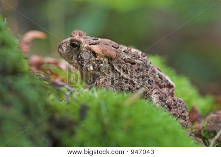 American Toad, Bufo Image & Photo (Free Trial) | Bigstock