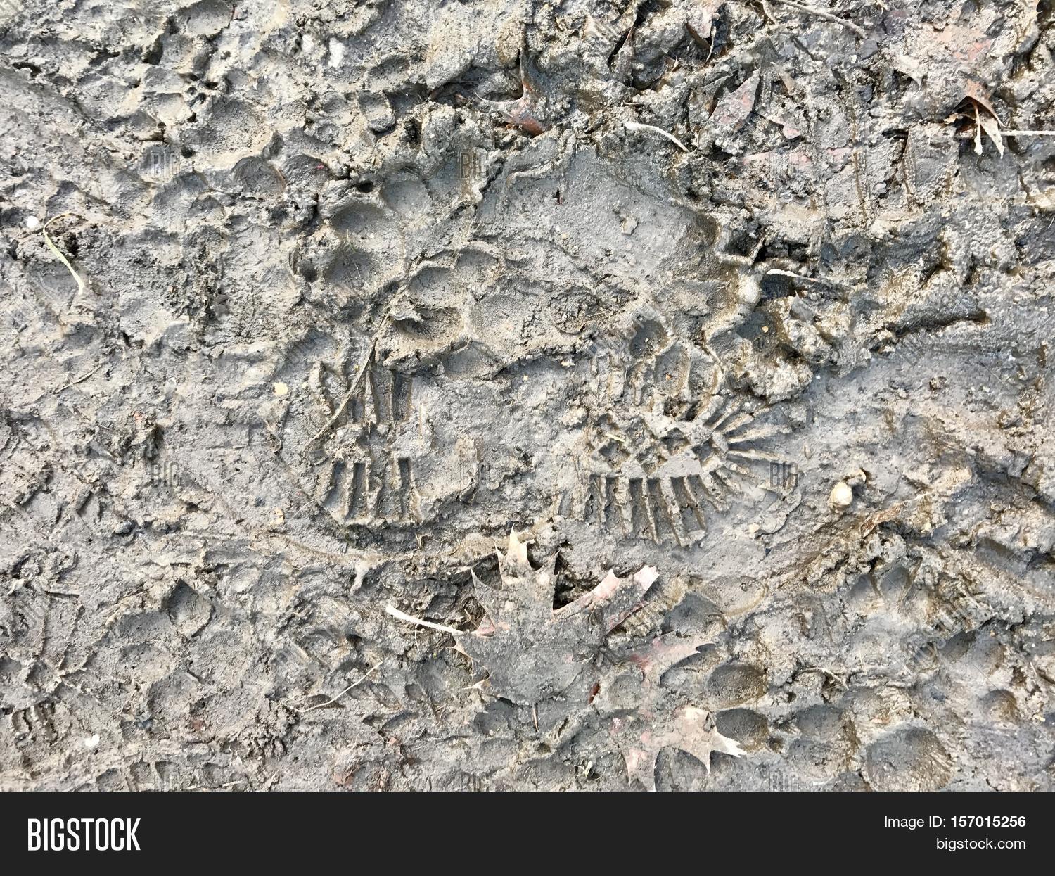 Footprints Mud Image & Photo (Free Trial) | Bigstock