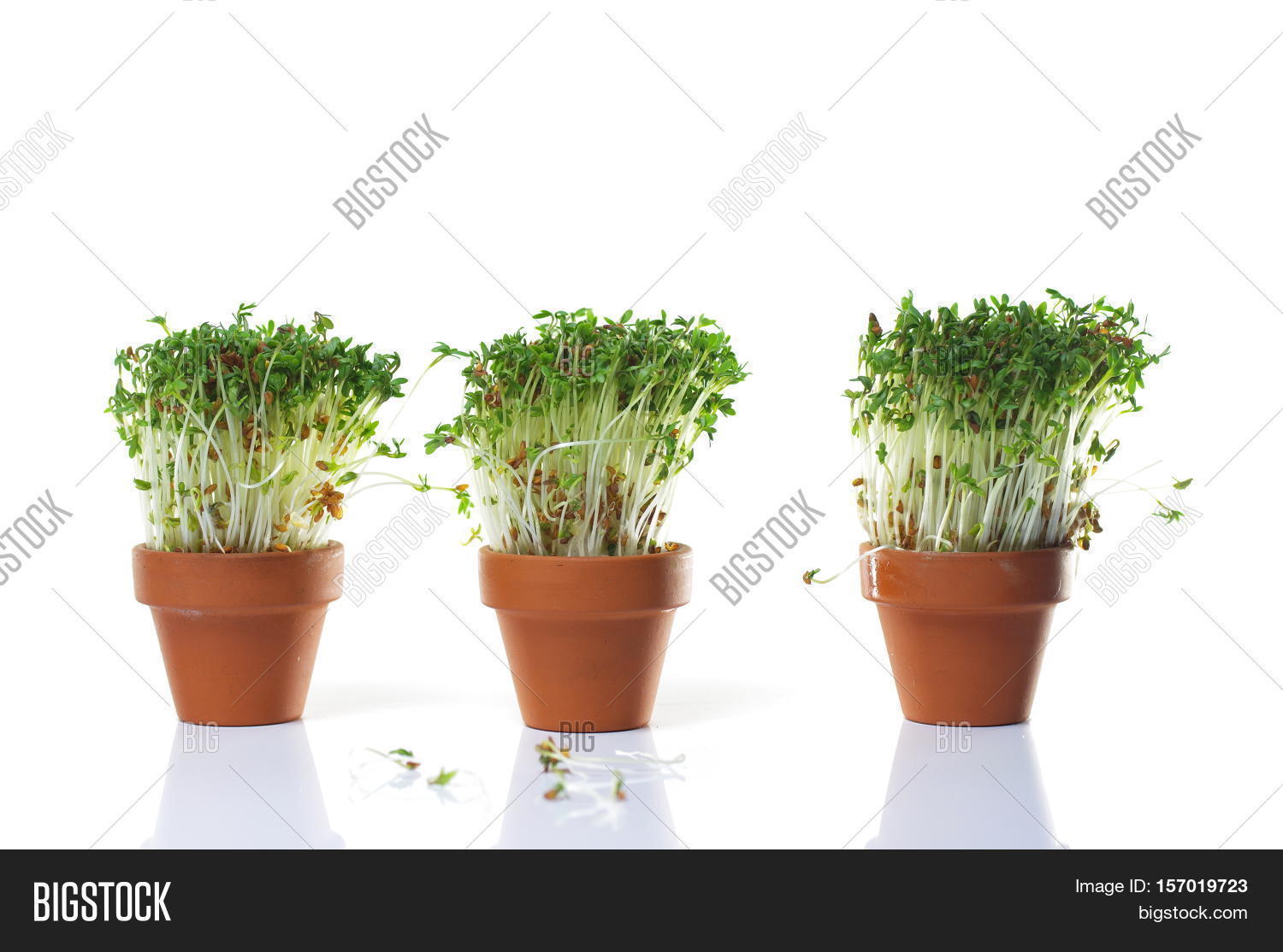 Growing Cress Clay Pot Image & Photo (Free Trial) | Bigstock