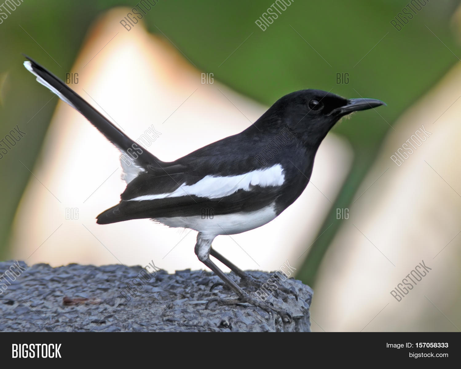 Male Oriental Magpie- Image & Photo (Free Trial) | Bigstock