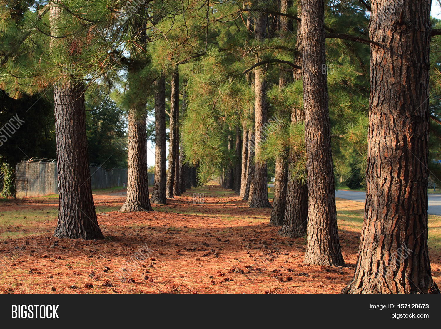 Two Rows Pine Trees, Image & Photo (Free Trial) | Bigstock