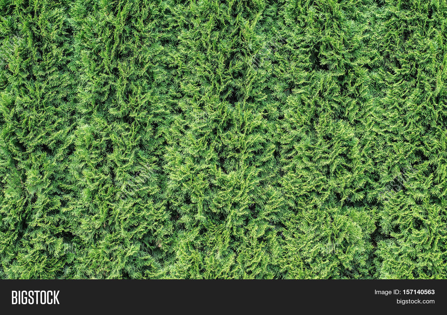 White Cedar Background Image & Photo (Free Trial) | Bigstock