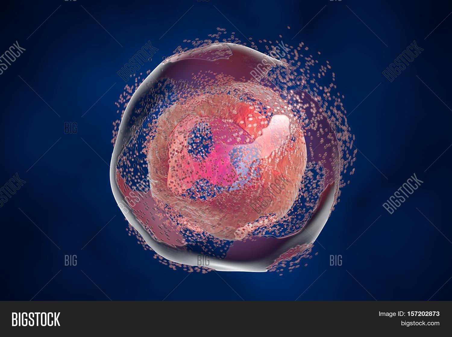 Cell Lysis. Image & Photo (Free Trial) | Bigstock