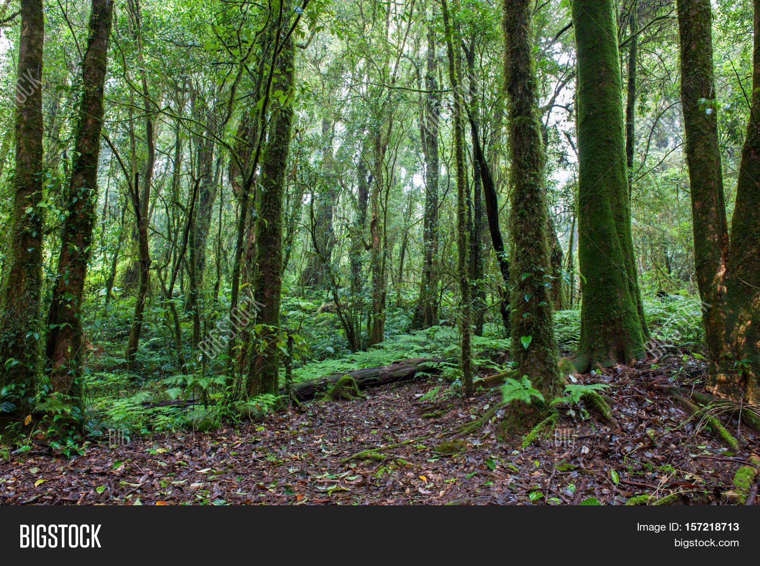 Beautiful Rain Forest Image & Photo (Free Trial) | Bigstock
