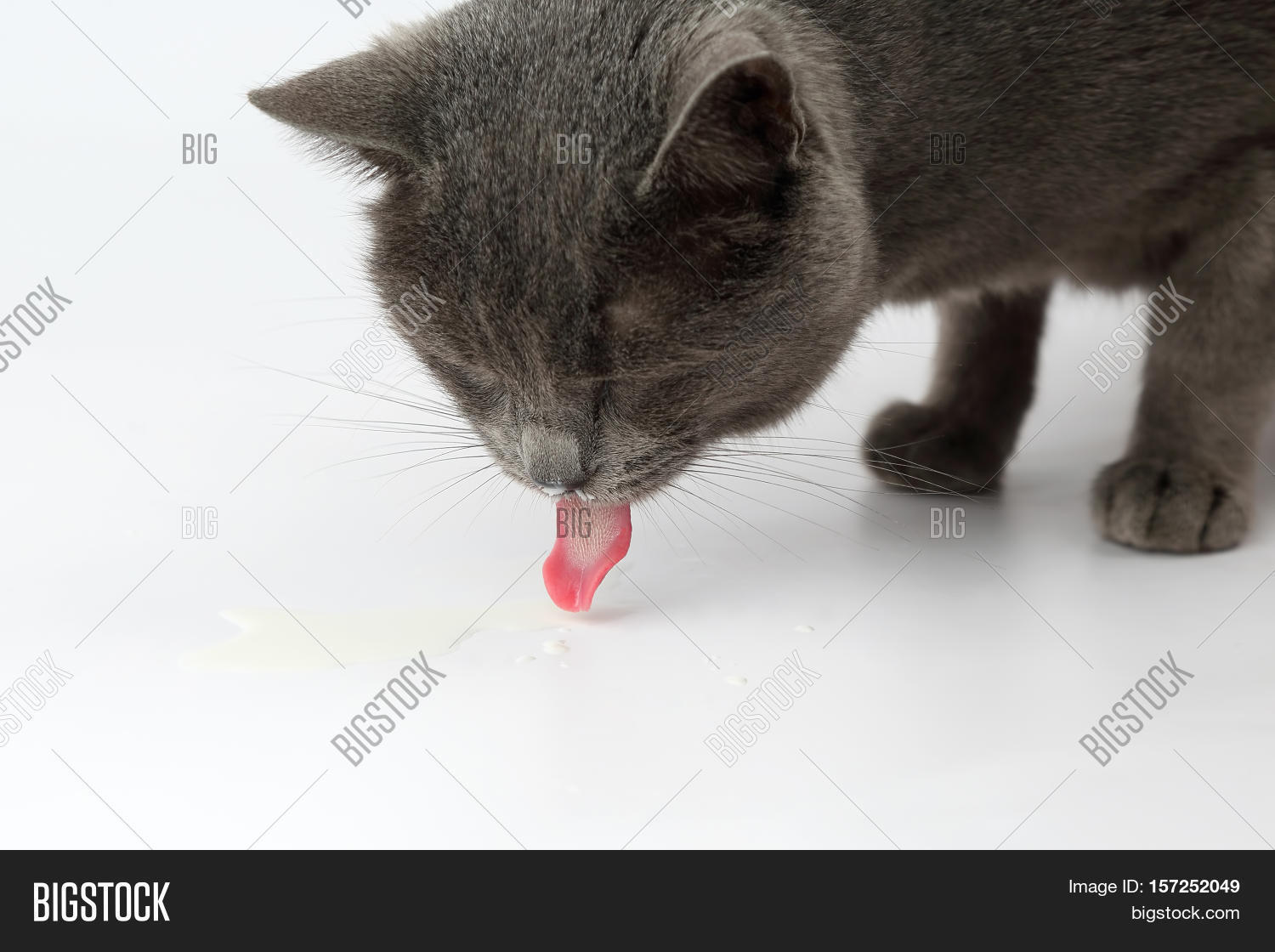 Gray Cat Tongue Image & Photo (Free Trial) | Bigstock