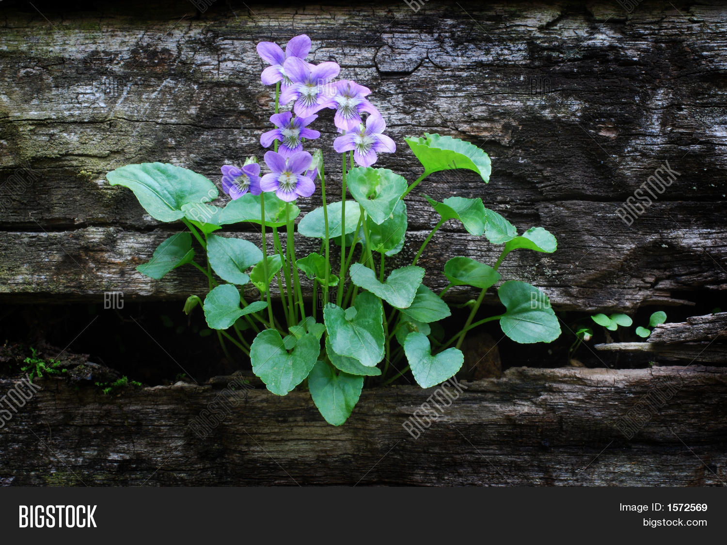 Blue Violets Growing Image & Photo (Free Trial) | Bigstock