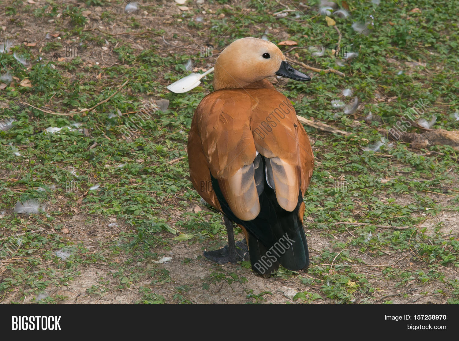 Portrait Ruddy Image & Photo (Free Trial) | Bigstock