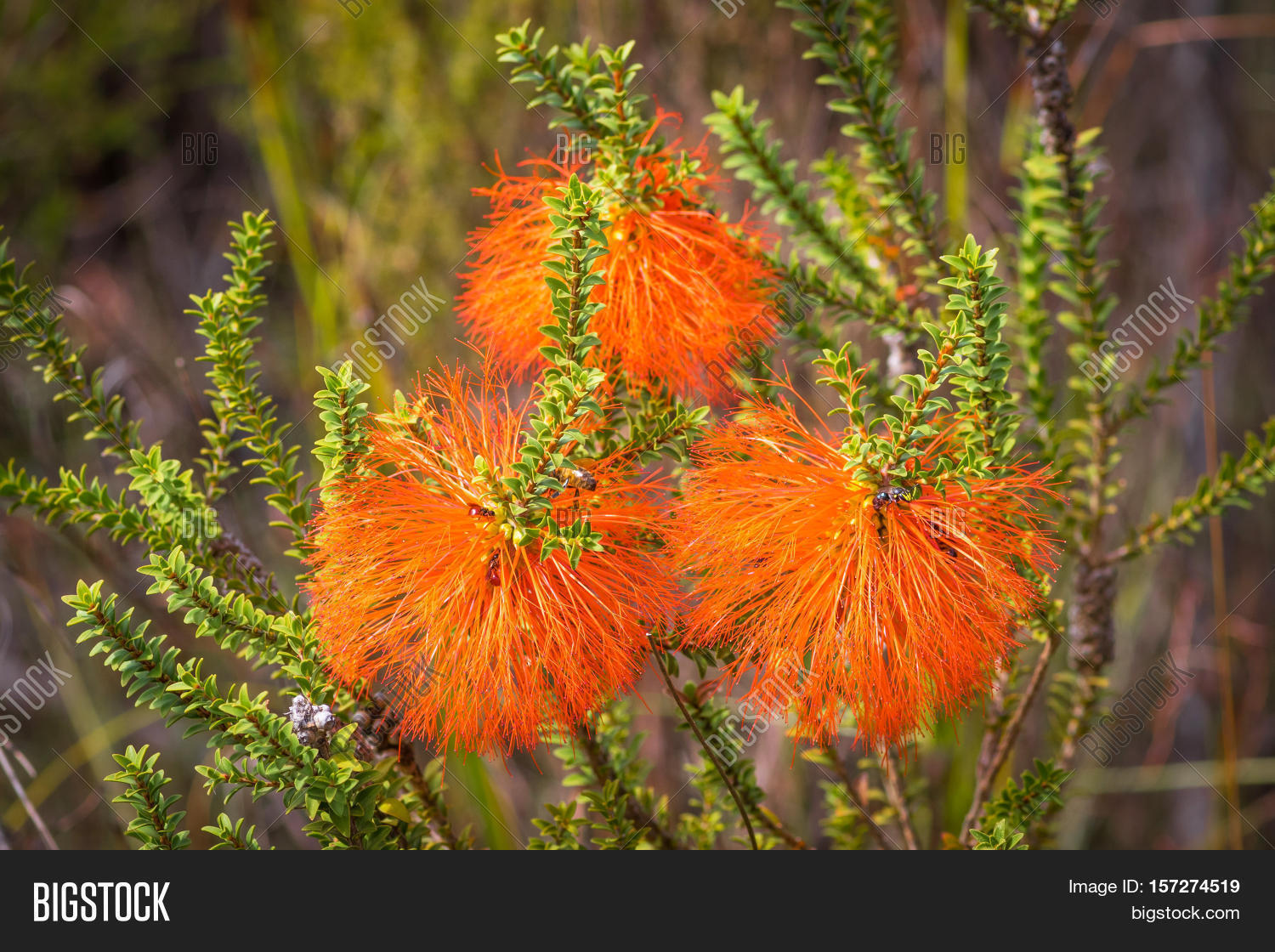 Swamp Bottlebrush, Image & Photo (Free Trial) | Bigstock