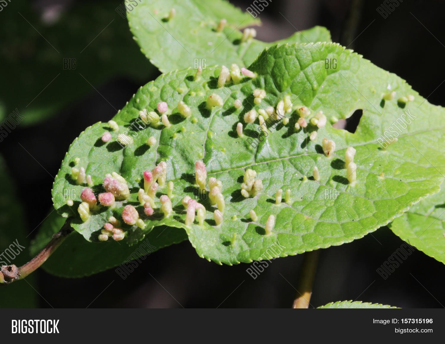 Galls Abnormal Bird- Image & Photo (Free Trial) | Bigstock