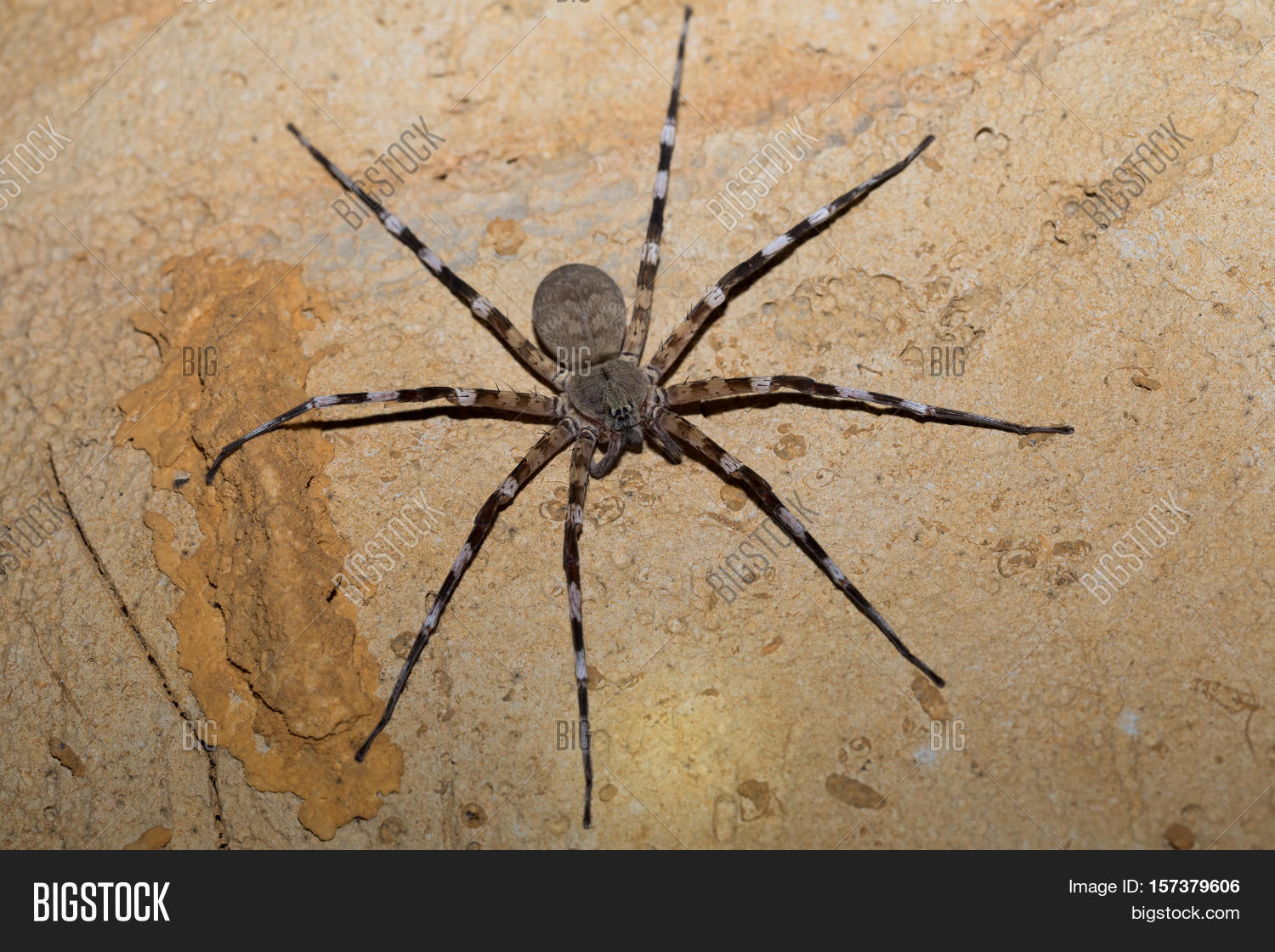Zebra Spider Image & Photo (Free Trial) | Bigstock