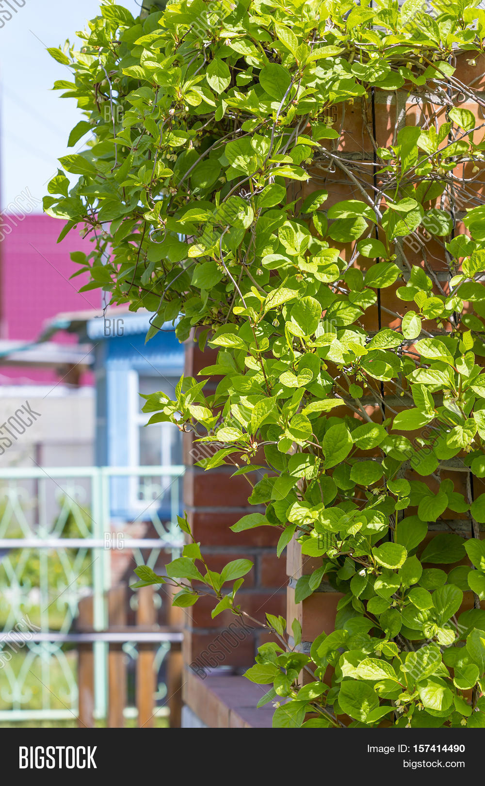 Deciduous Vine Chinese Image & Photo (Free Trial) | Bigstock