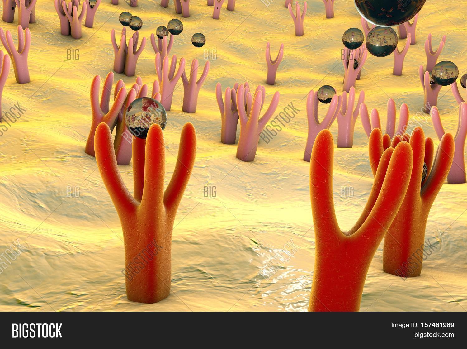 Membrane Cell Surface Image & Photo (Free Trial) | Bigstock