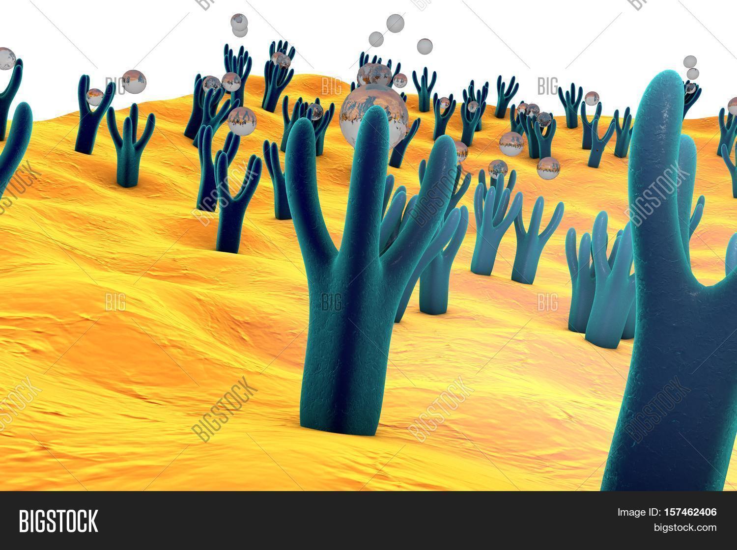Membrane Cell Surface Image & Photo (Free Trial) | Bigstock