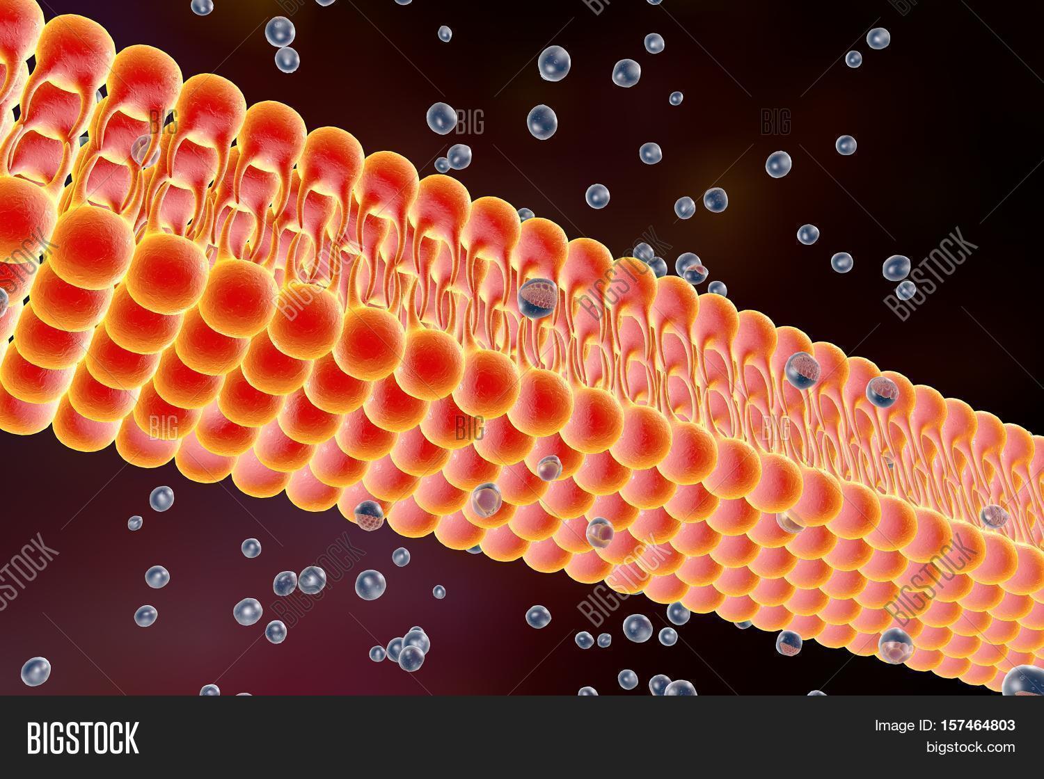 Cell Membrane, Lipid Image & Photo (Free Trial) | Bigstock