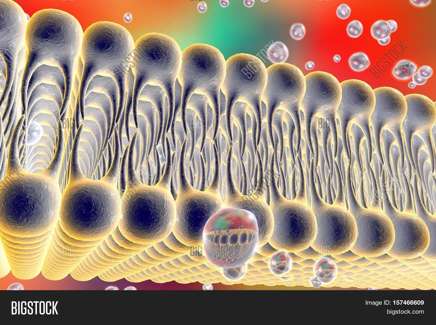 Cell Membrane, Lipid Image & Photo (Free Trial) | Bigstock
