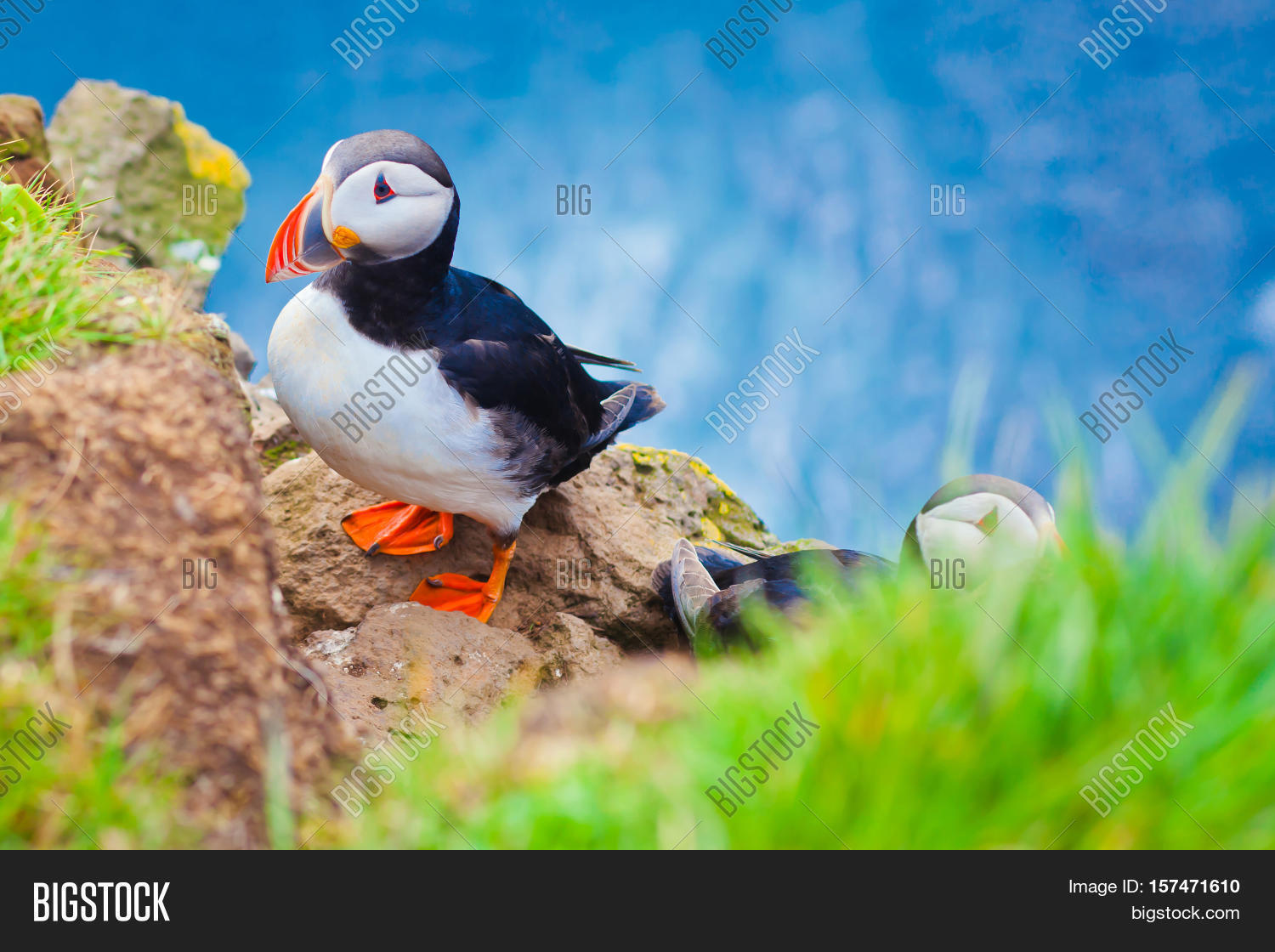 Atlantic Puffin Bird Image & Photo (Free Trial) | Bigstock