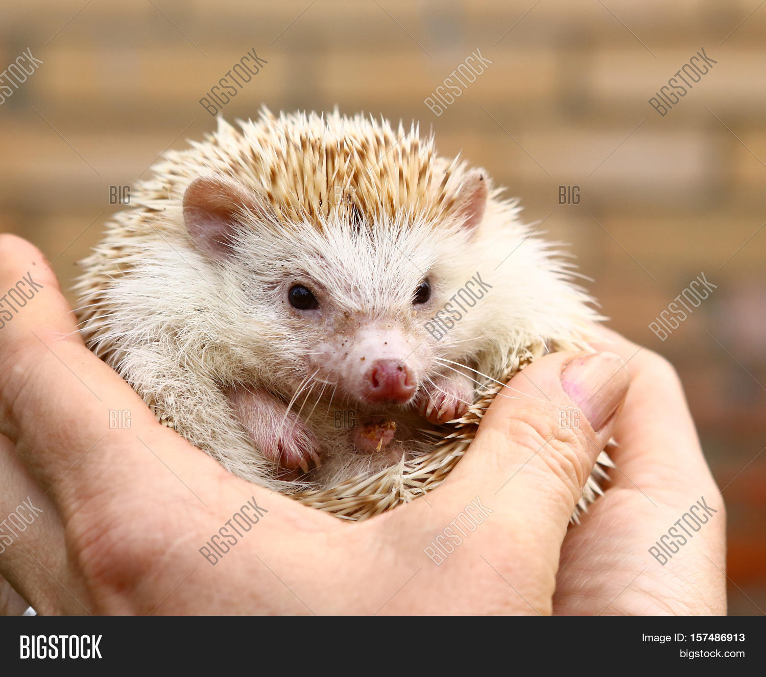 Dwarf Hedgehog Human Image & Photo (Free Trial) | Bigstock