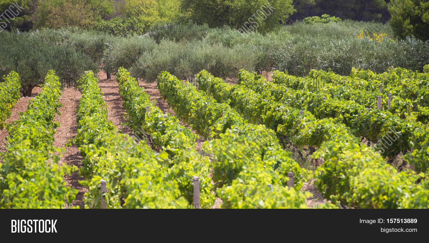 Olives Vineyards Image & Photo (Free Trial) | Bigstock