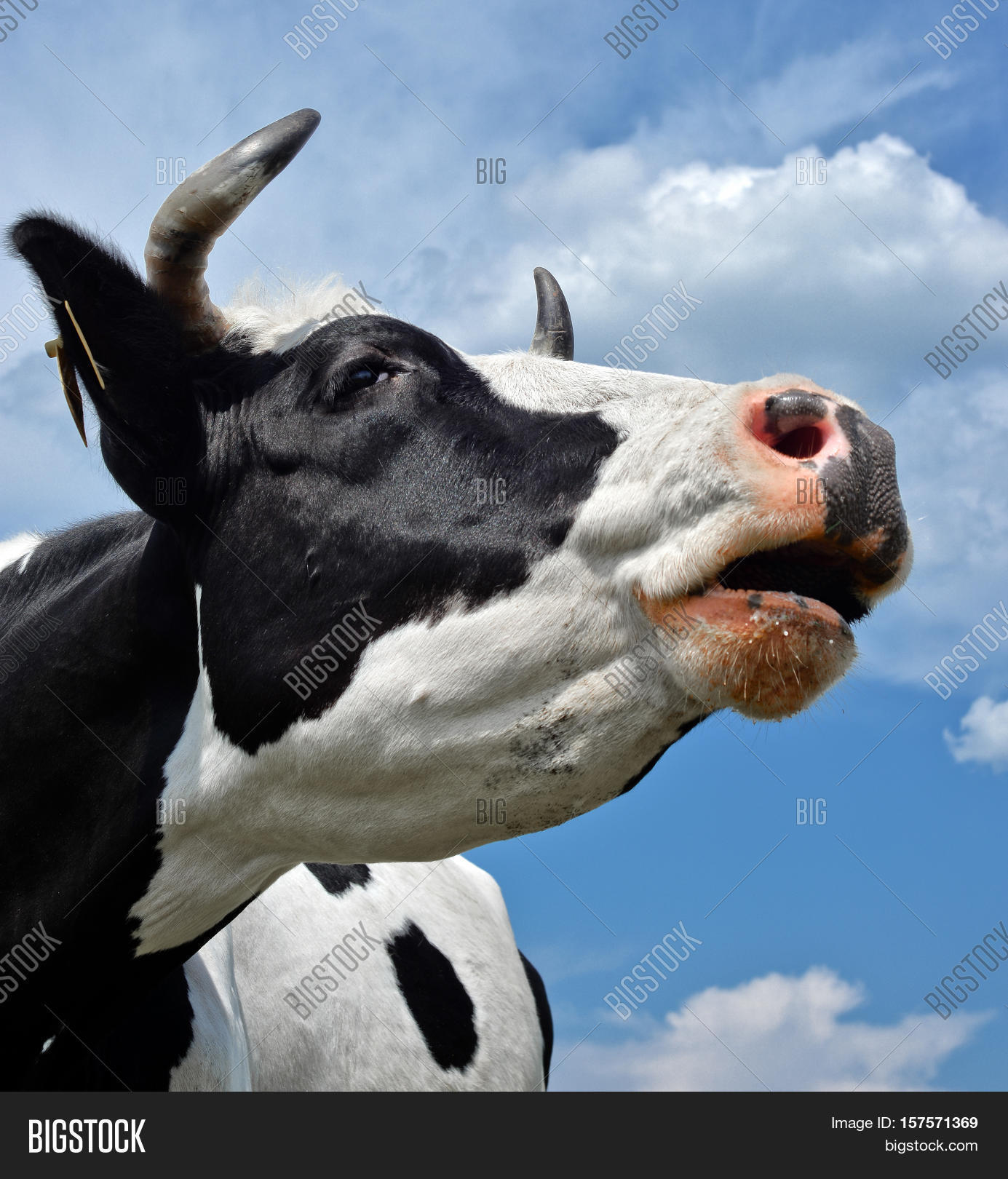 Portrait Cow On Image & Photo (Free Trial) | Bigstock