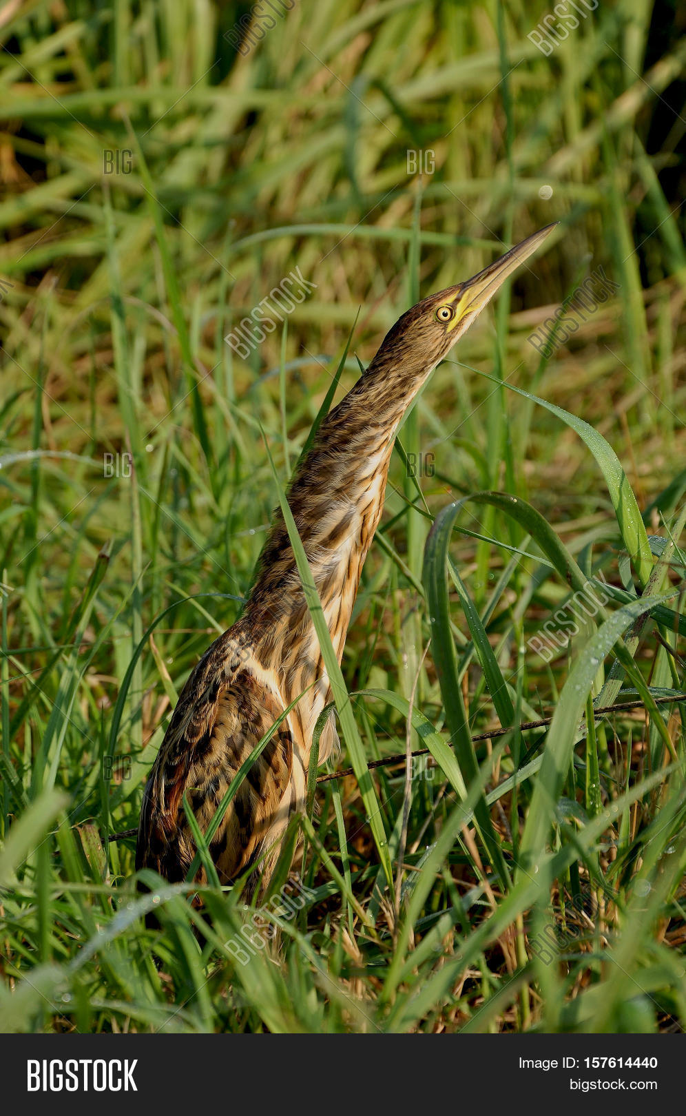 Little Bittern ( Image & Photo (Free Trial) | Bigstock