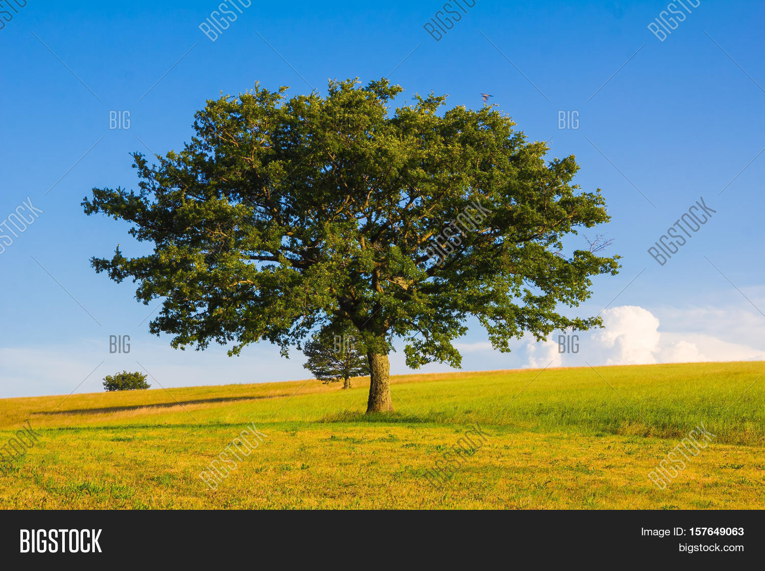 Oak Tree New Leaf Image & Photo (Free Trial) | Bigstock