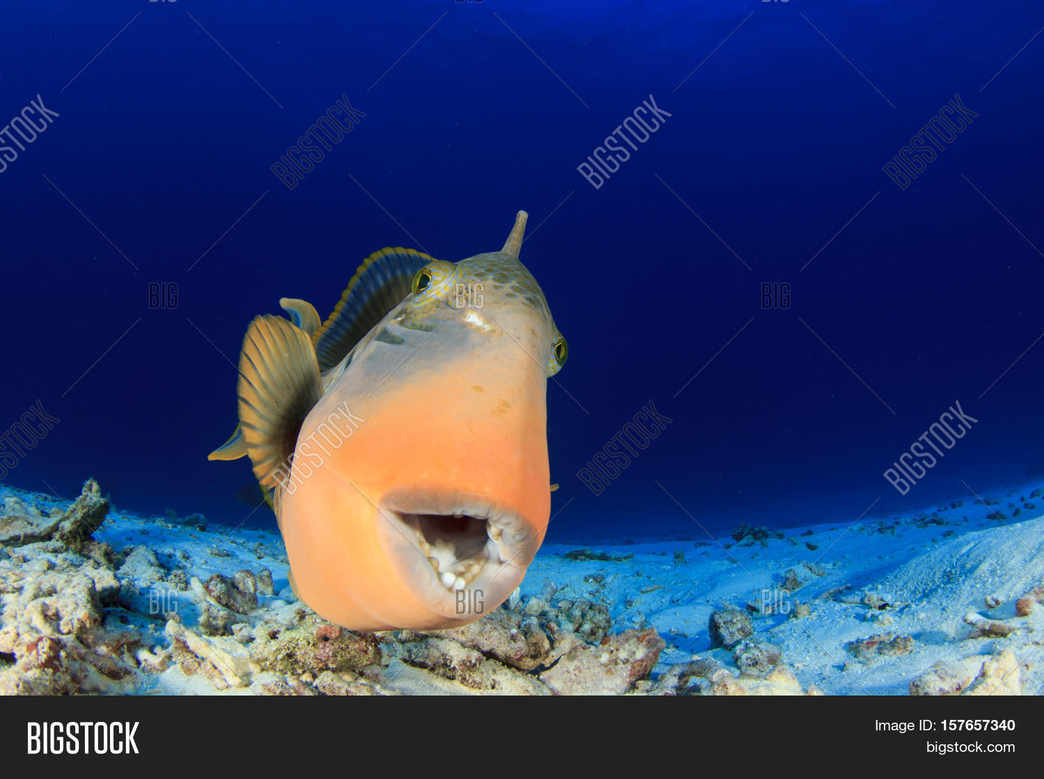 Triggerfish Fish Image & Photo (Free Trial) | Bigstock