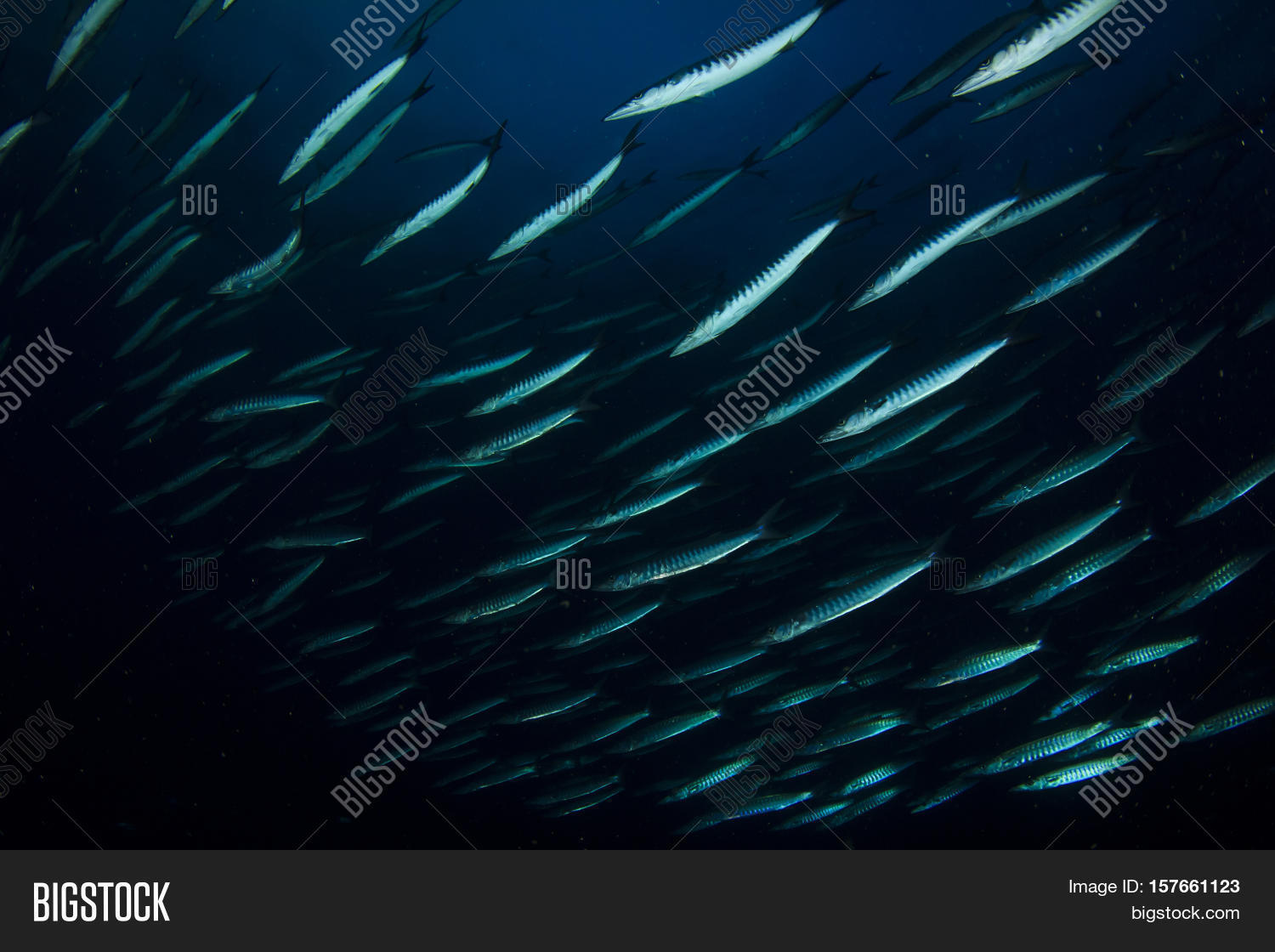 School Barracuda Fish Image & Photo (Free Trial) | Bigstock