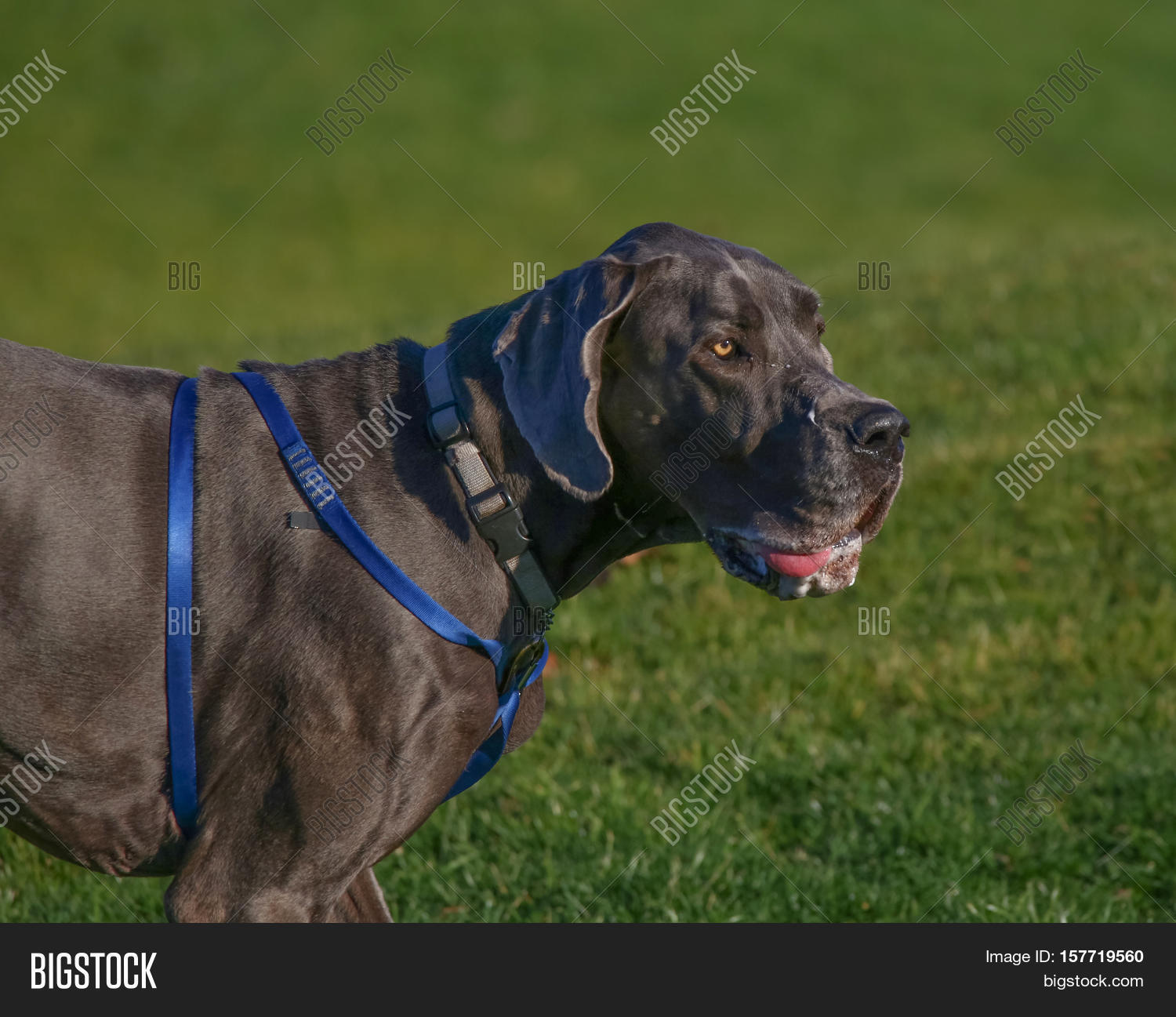 Huge Great Dane Image & Photo (Free Trial) | Bigstock