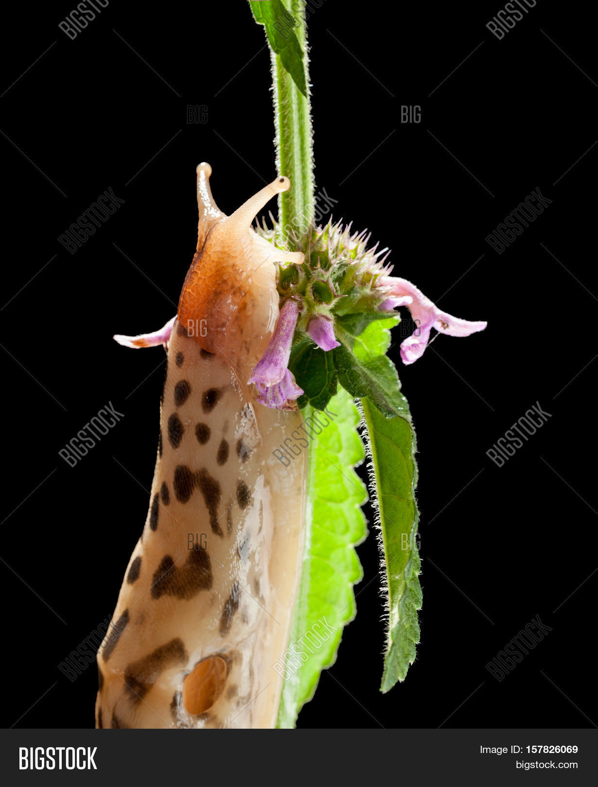 Macro Great Grey Slug Image & Photo (Free Trial) | Bigstock