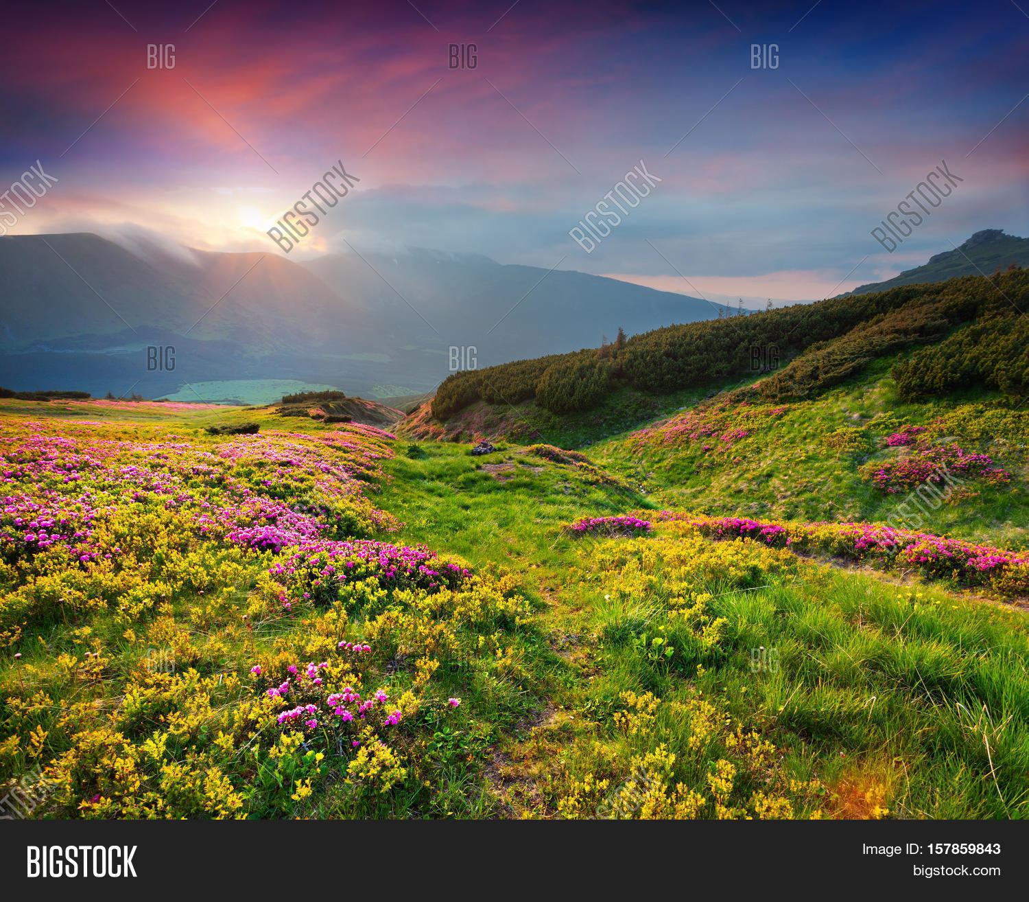 Natural Summer Scene Image & Photo (Free Trial) | Bigstock